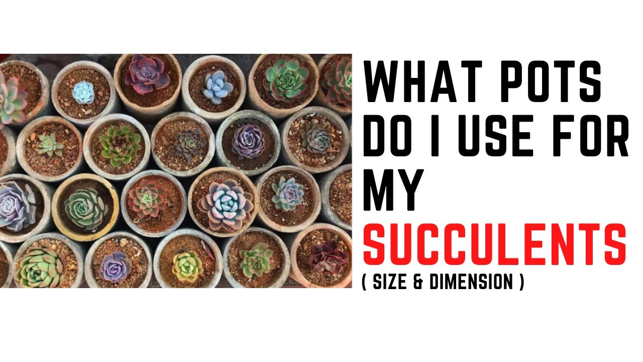 || WHAT POTS DO I USE FOR SUCCULENTS || SIZE & DIMENSIONS || - YouTube