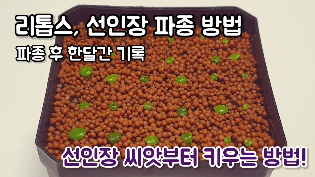 리톱스 선인장 씨앗부터 키우기 리톱스 파종방법 선인장 파종방법 물주기 한번에 알아보기 한달간의 식물 성장 기록 식물일기 Youtube