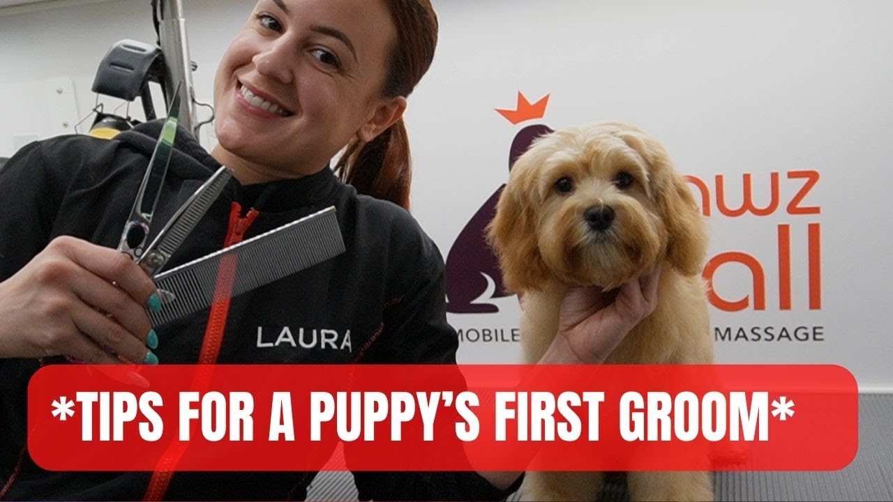 ENERGY AND TECHNIQUES USED FOR A PUPPY'S 1ST GROOMING EXPERIENCE - YouTube