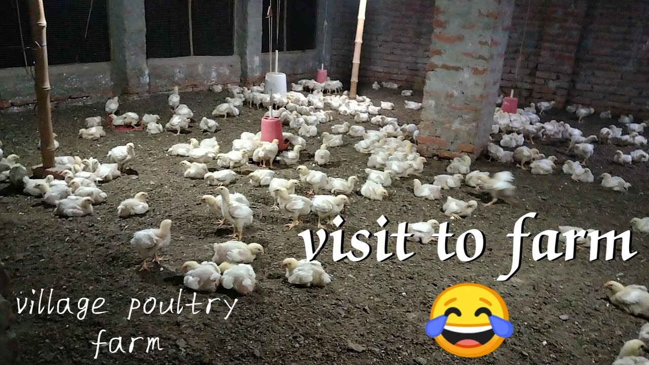 Visit to Poultry farm Farm in village At night with brotherhood 😂🙈😁 ...