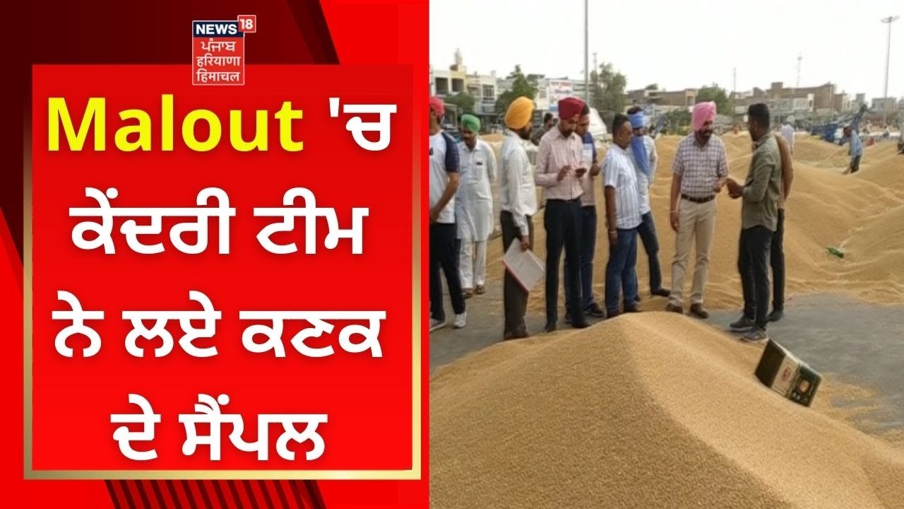 Malout ਚ ਕੇਂਦਰੀ ਟੀਮ ਨੇ ਲਏ ਕਣਕ ਦੇ ਸੈਂਪਲ | News18 Punjab - YouTube