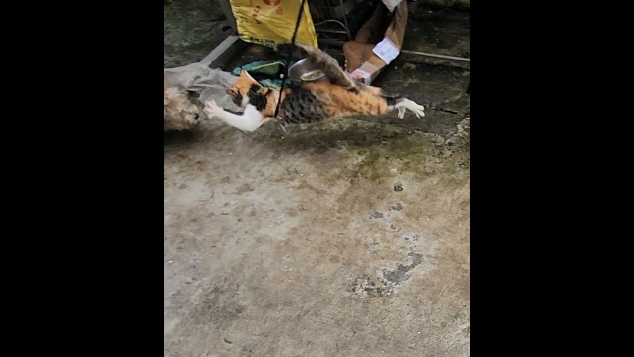 Ferocious cat fights dog playfully - YouTube