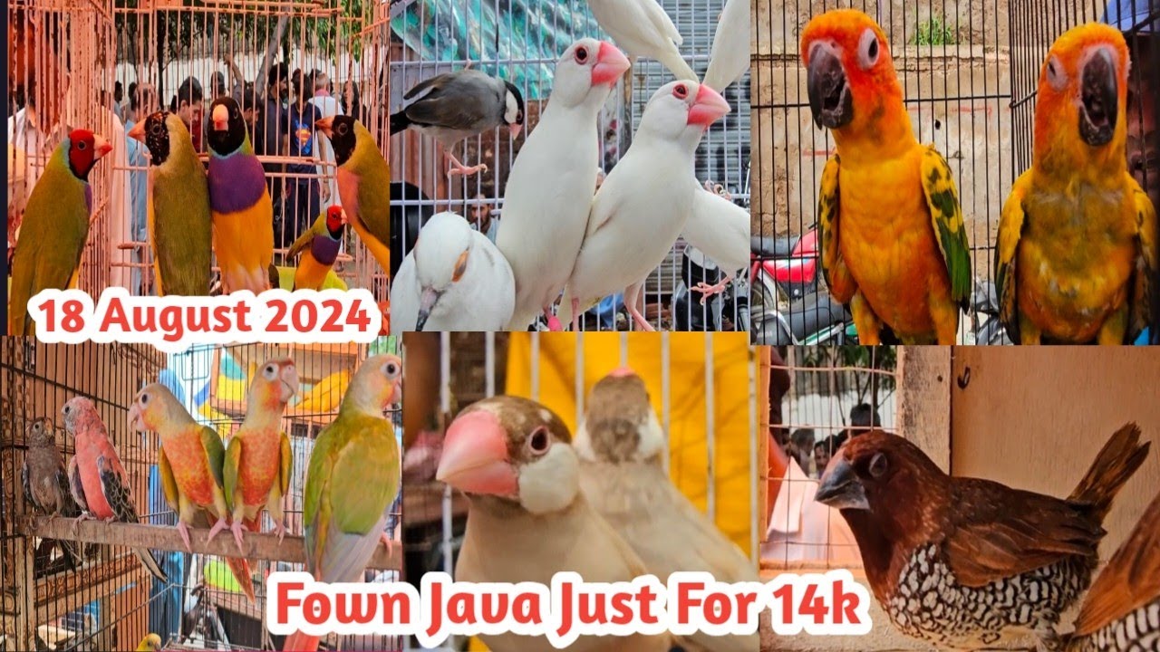 Fown Java | Roza Burki | Sun Conure | Affrican Grey Parrot | Shalimar ...