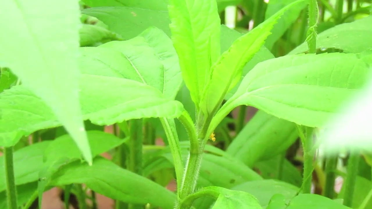 Sunflower maggot flies mating on Helianthus tuberosus, 6/29/19. - YouTube