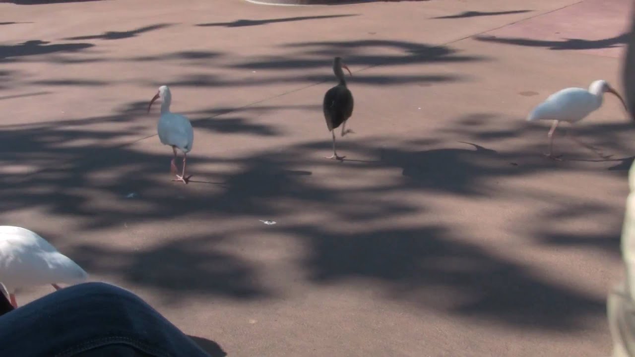 Disney World: Epcot - Feeding the Birds HD - YouTube