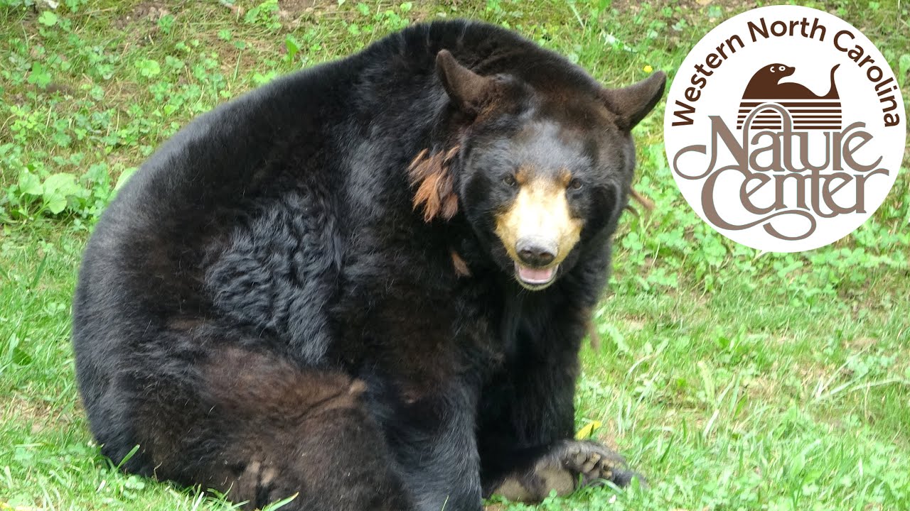 Western North Carolina Nature Center Tour & Review with The Legend ...