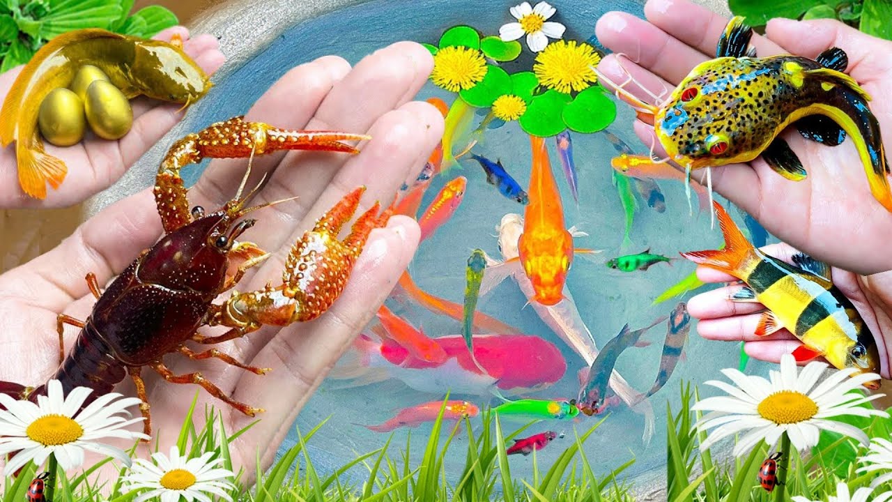 Amazing Fishing Video, Ornamental fish, Koi, Glofish, Betta fish ...