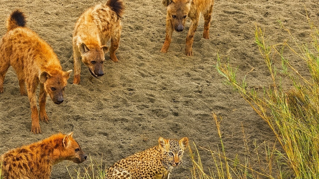 Un Bébé LÉOPARD Est Entouré de HYÈNES - Puis Quelque Chose d'INCROYABLE ...