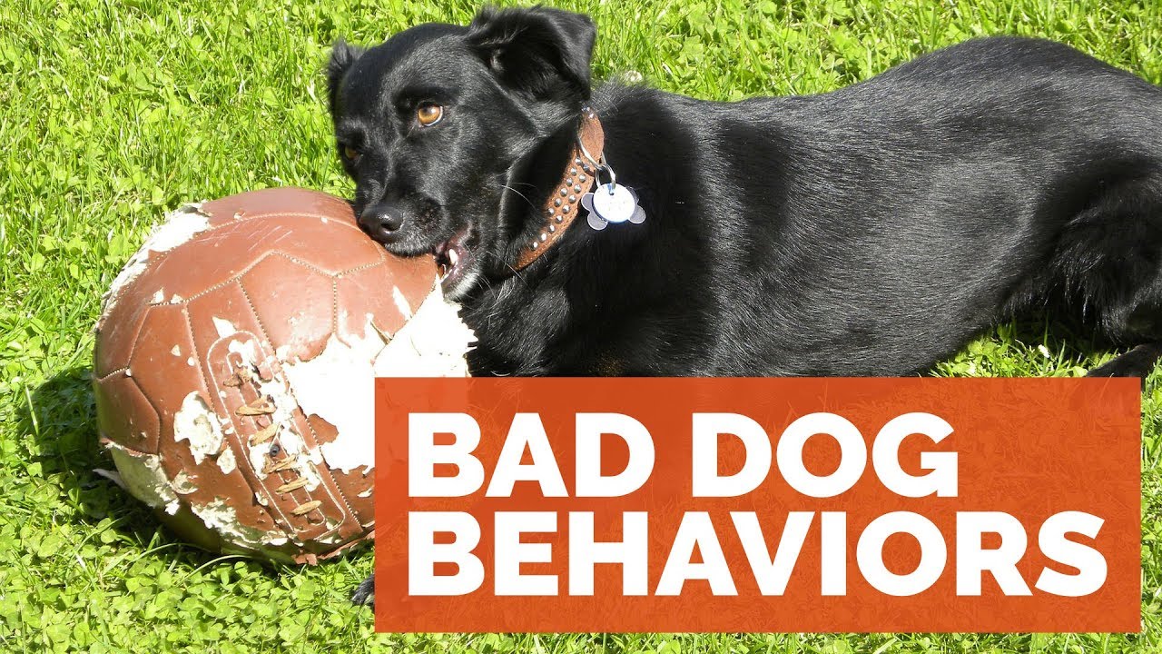 Michael Ellis on Bad Behavior in our Dogs - YouTube