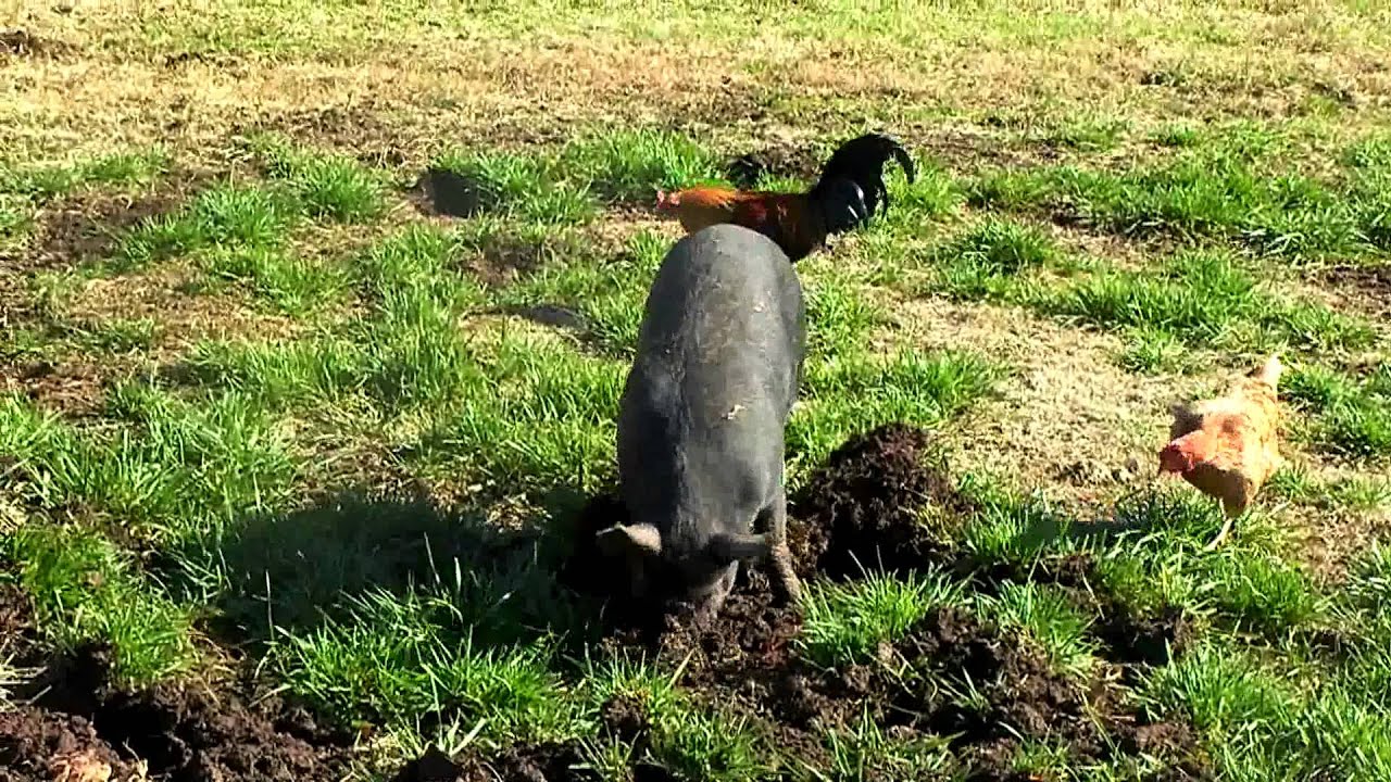 Pig Butchering Part 3 - YouTube