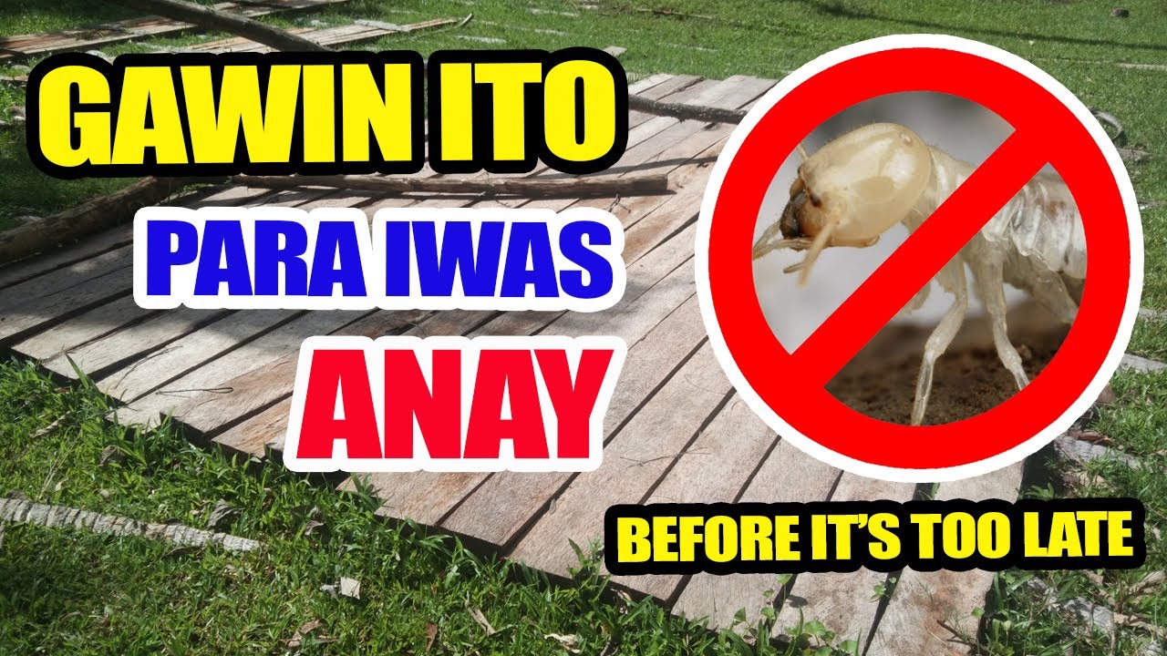 IWAS ANAY SA KAHOY PARA MAGTAGAL ANG EGG-LAYING POULTRY BUILDING: VLOG ...