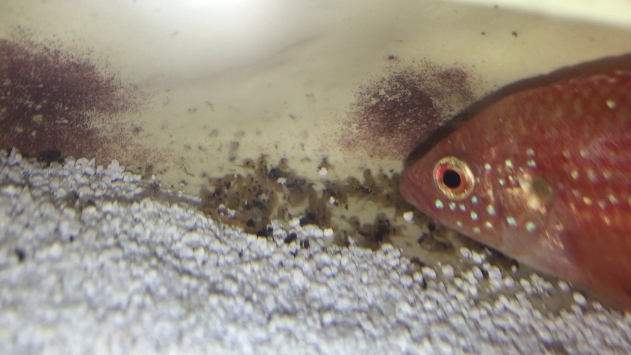 Red Jewel Chichlid Eggs -- just hatched! fry @ 12 hours old! - YouTube