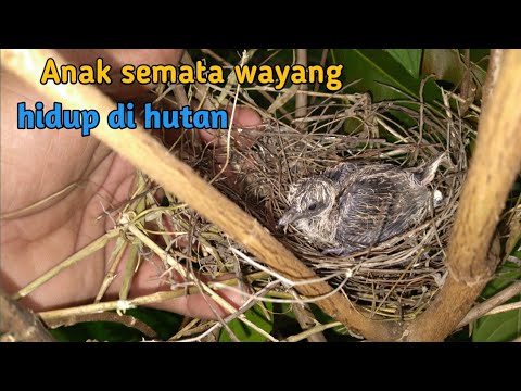 Lagi manen sawit,jumpa anak burung baru tumbuh bulu jarum