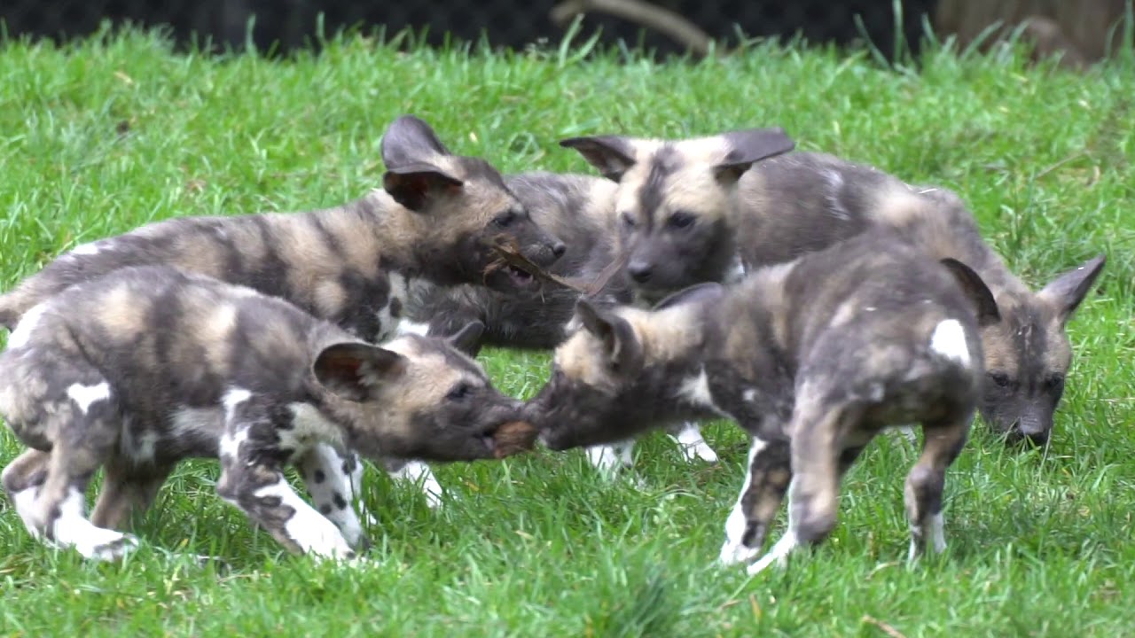 Top Rascally Animal Moments of 2019 - YouTube