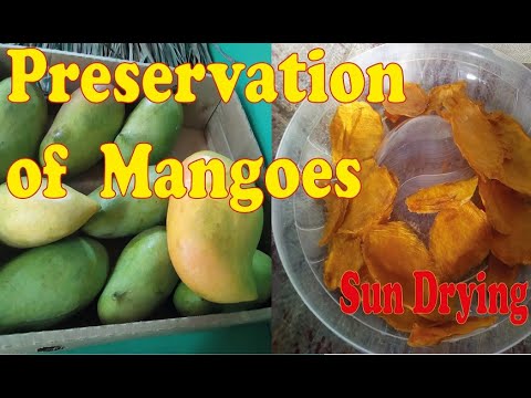 Fruit Preservation Mango SolarDrying - YouTube