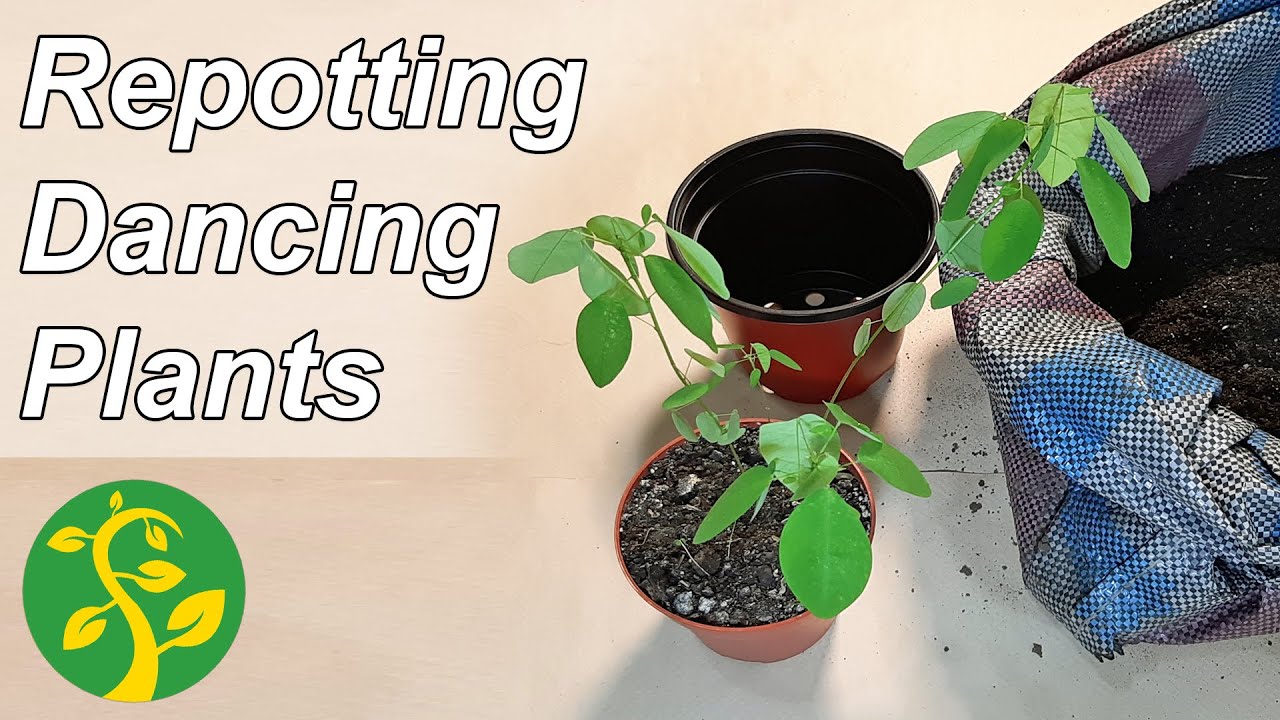 Repotting The dancing plants 🌿🌿🌿 - YouTube
