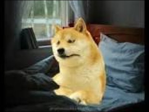 Sad doge love story. - YouTube