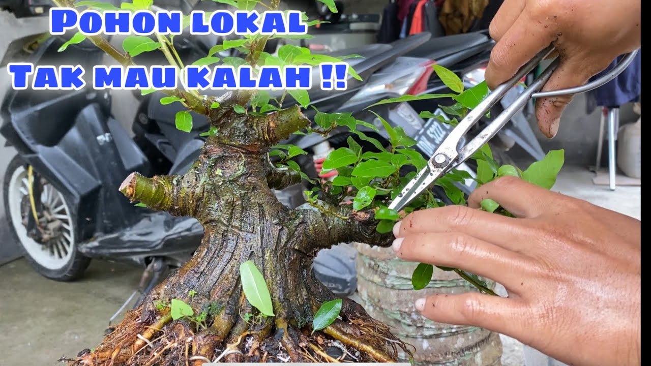 Panen Bonsai calon Themax ... // ficus racemosa - YouTube