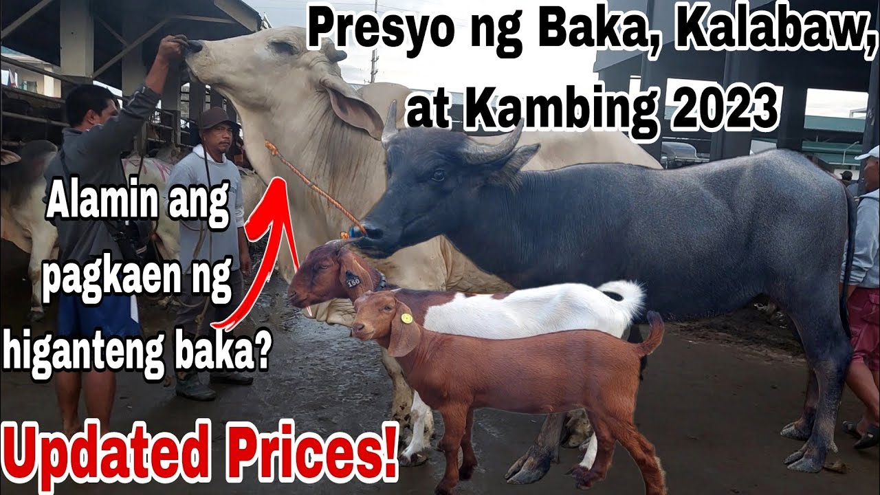 Maganda Talaga Pagkakitaan ang LIVESTOCK! Presyo ng Baka, Kalabaw at ...