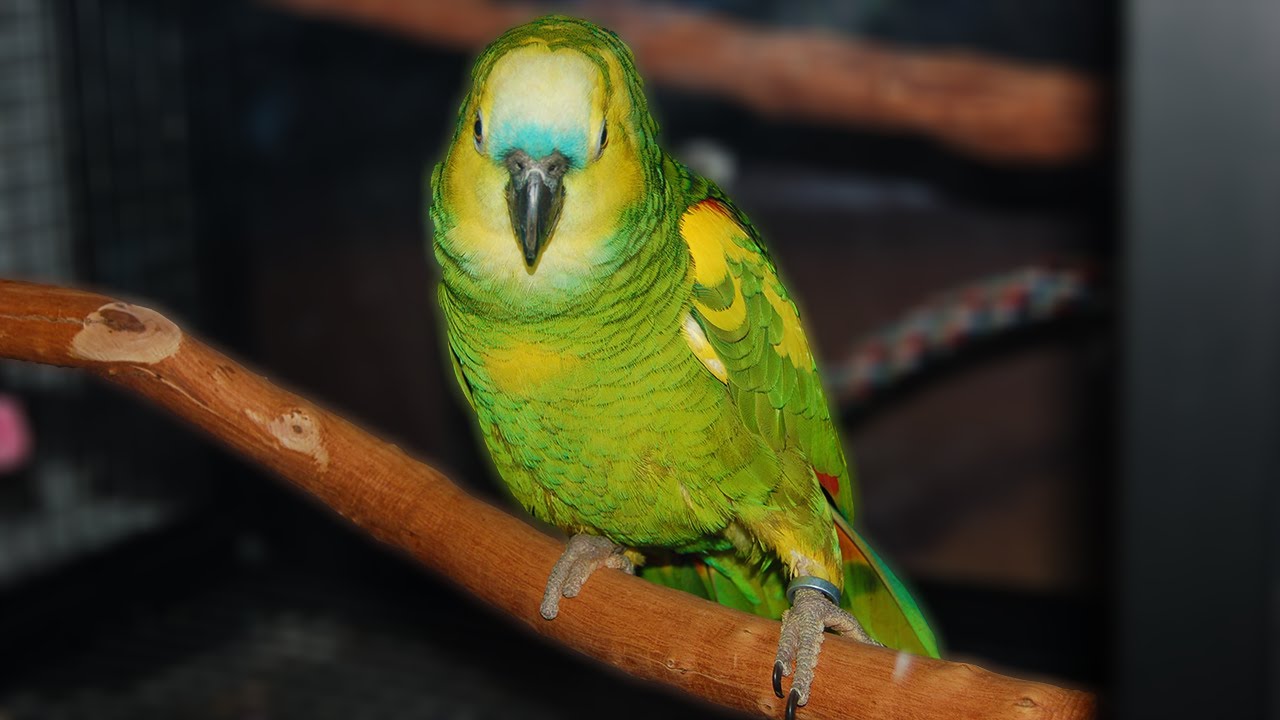 Regurgitating Amazon Parrot | Storm - YouTube