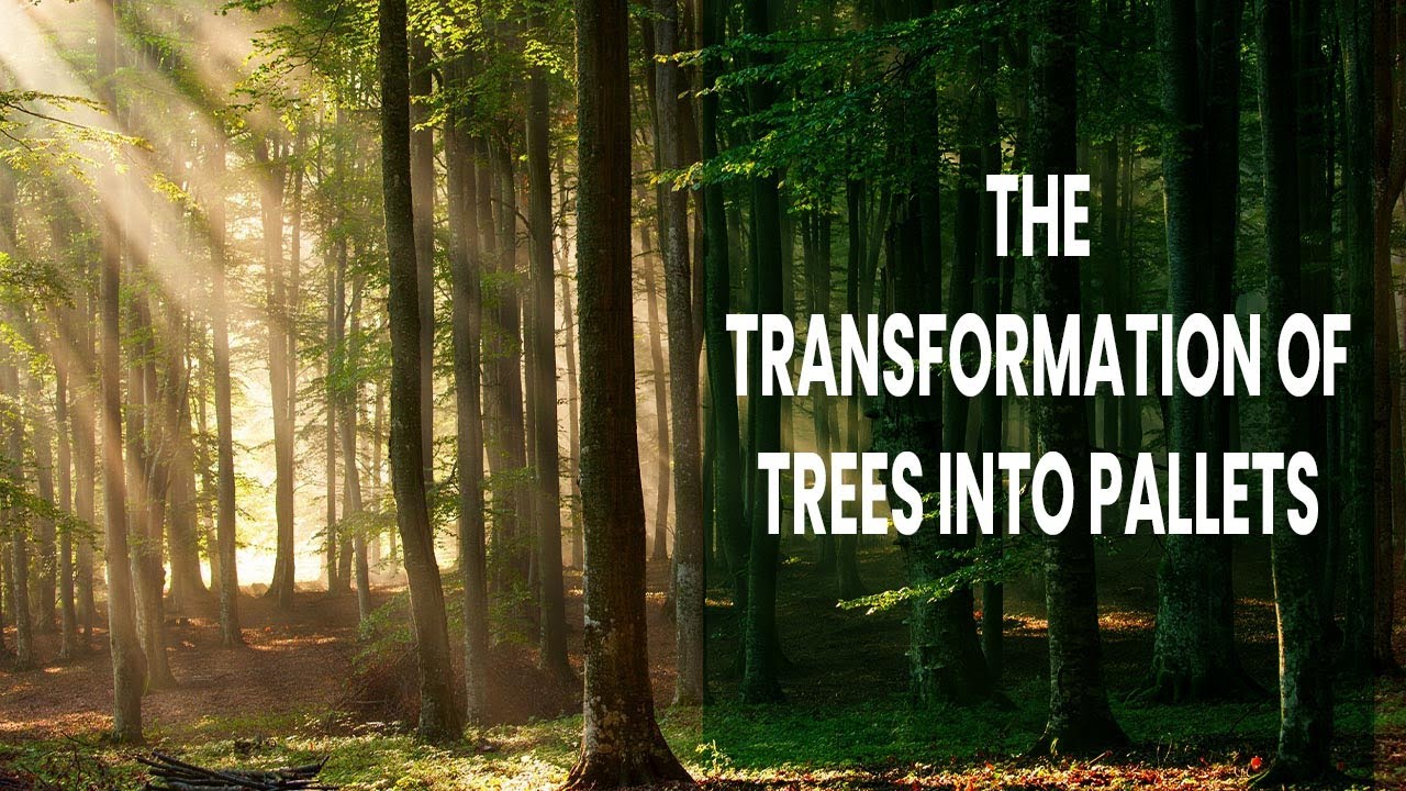 The Transformation of Trees Into Pallets - YouTube
