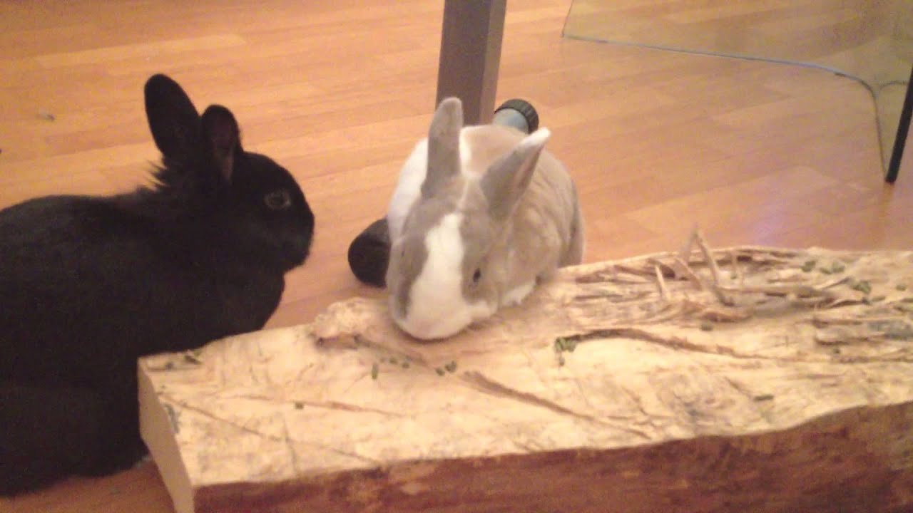 home made rabbit swing - YouTube