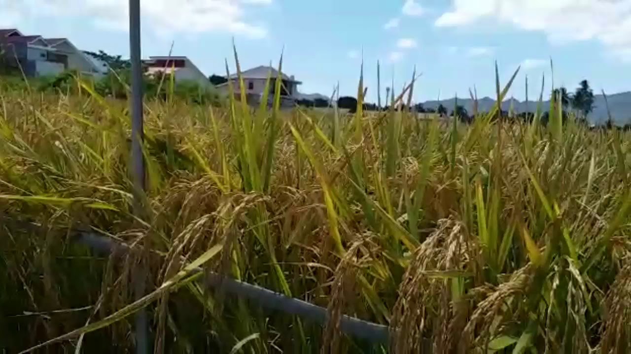 Demplot Tanaman Padi Siap Panen dengan Pupuk Organik Eco Farming | WA ...