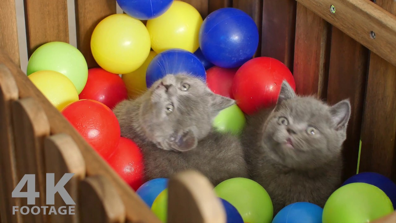 Cute Kittens Play in a Ball Pit - 4K footage - YouTube