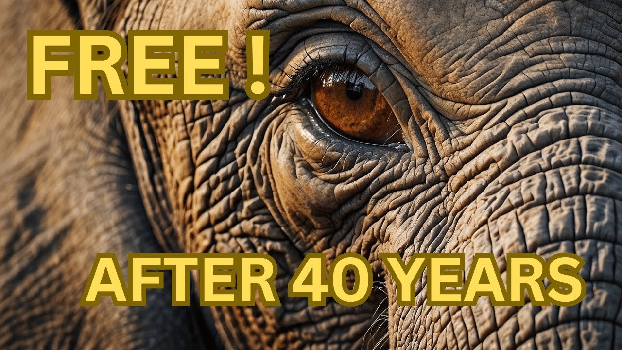 Charlie the Elephant: FREE after 40 Years #free #elephant - YouTube