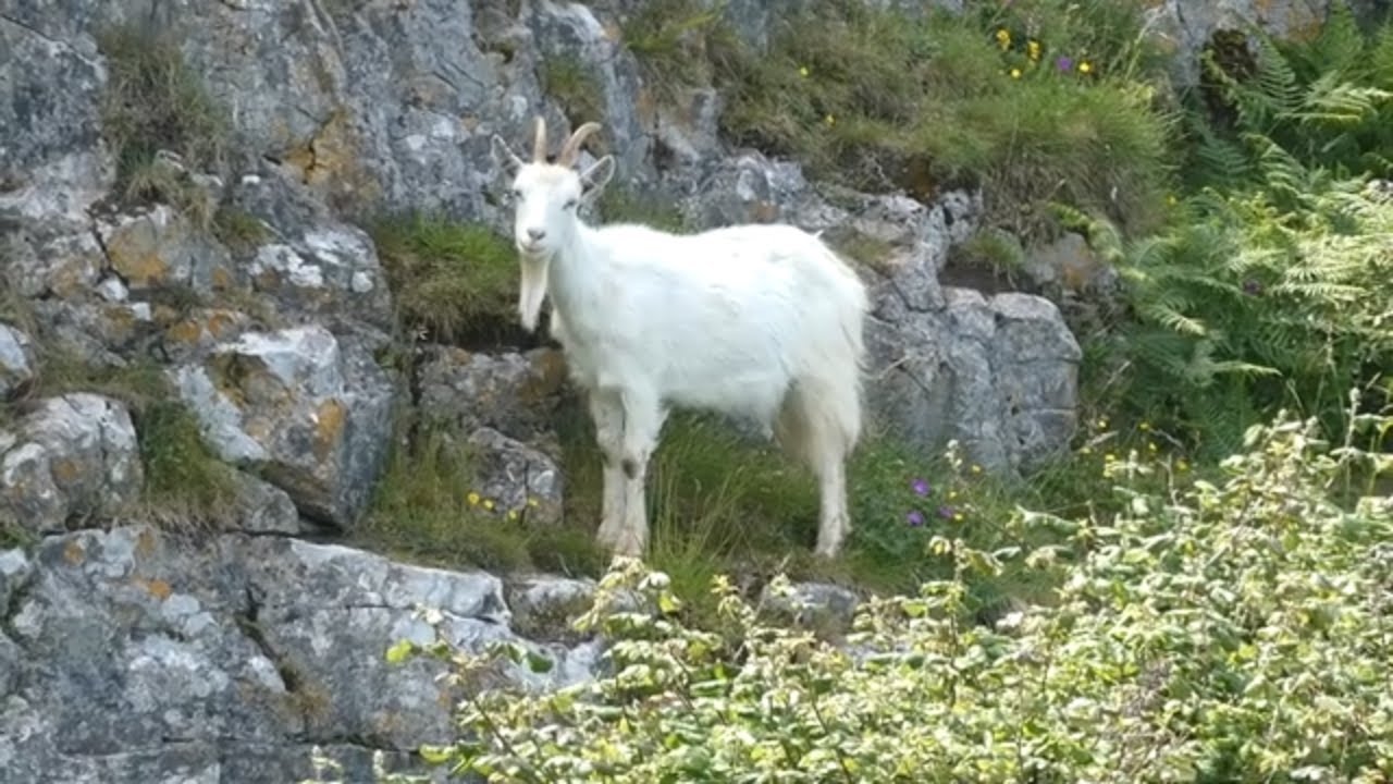 Great Orme Goats - YouTube