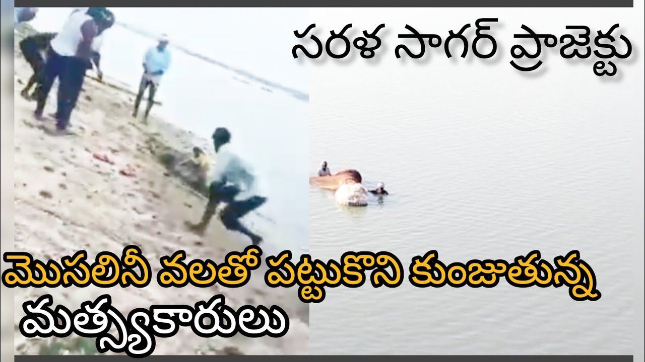 Sarla sagar project|మొసలినీ వలతో పట్టుకొని కుంజుతున్న మత్స్యకారులు ...