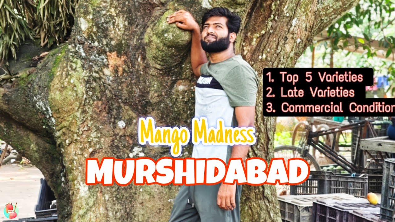 LEGENDARY MANGOES FROM MURSHIDABAD| A Short Interview With A Mango ...