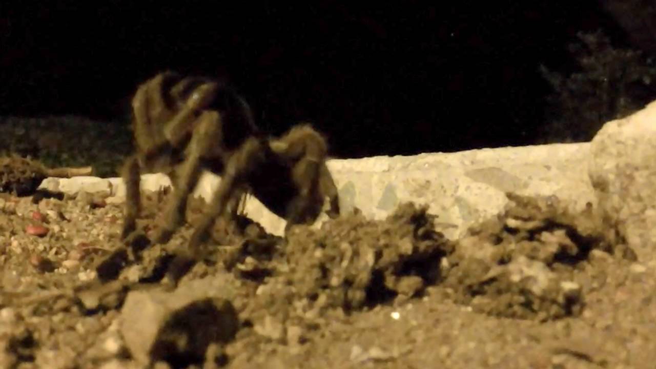 Tarantula Fangs - YouTube