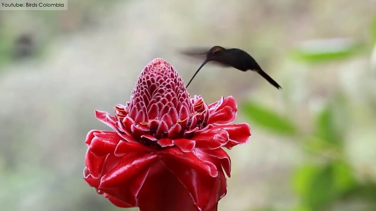 Dunyanin en kicik qushu Kolibri qushu haqqinda maraqli melumatlar - YouTube