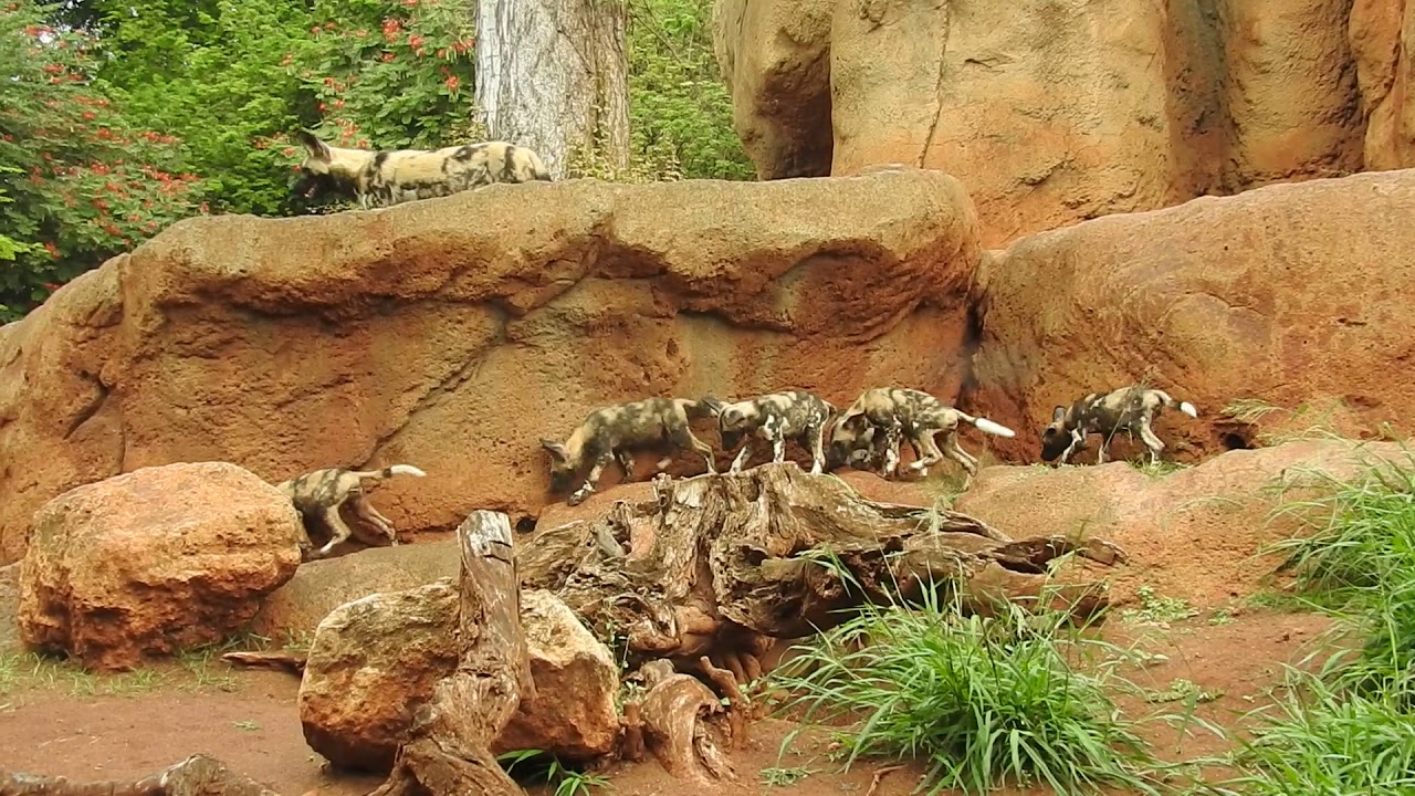 Honolulu Zoo African Wild Dogs by Rod Kuba - YouTube