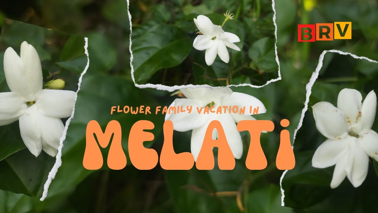 MELATI Indonesian Flower - YouTube