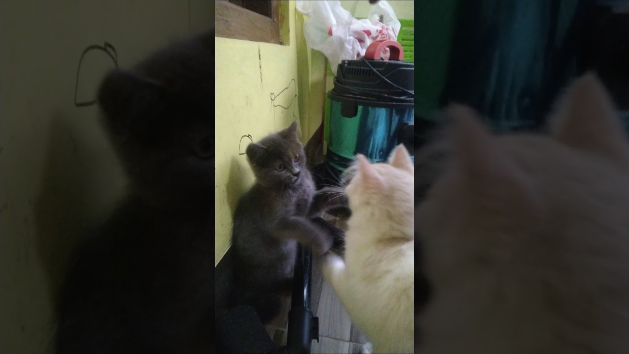 kucing abu"yang bikin gemes...waow#kucing #cat #tranding... - YouTube