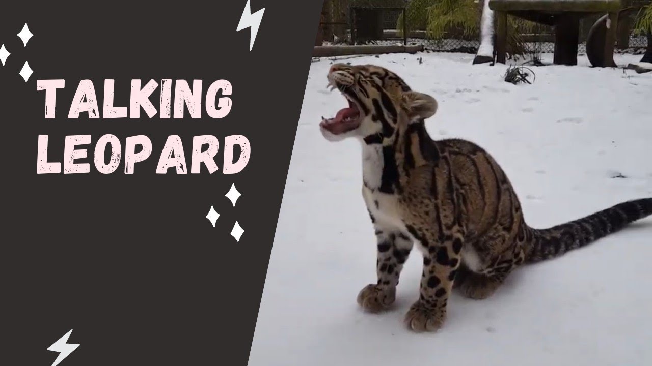 Talking Leopard - YouTube