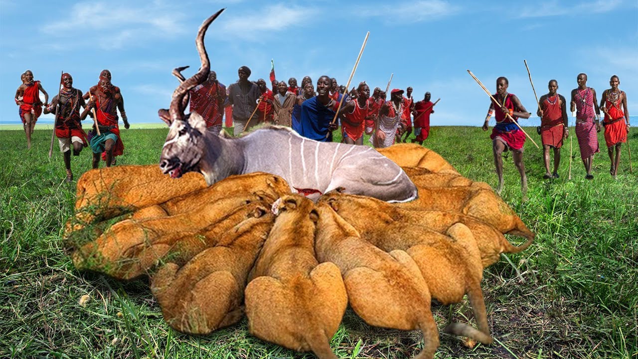 Rare Scenes! The Maasai Aborigines Help Kudu Fight With The Fierce ...