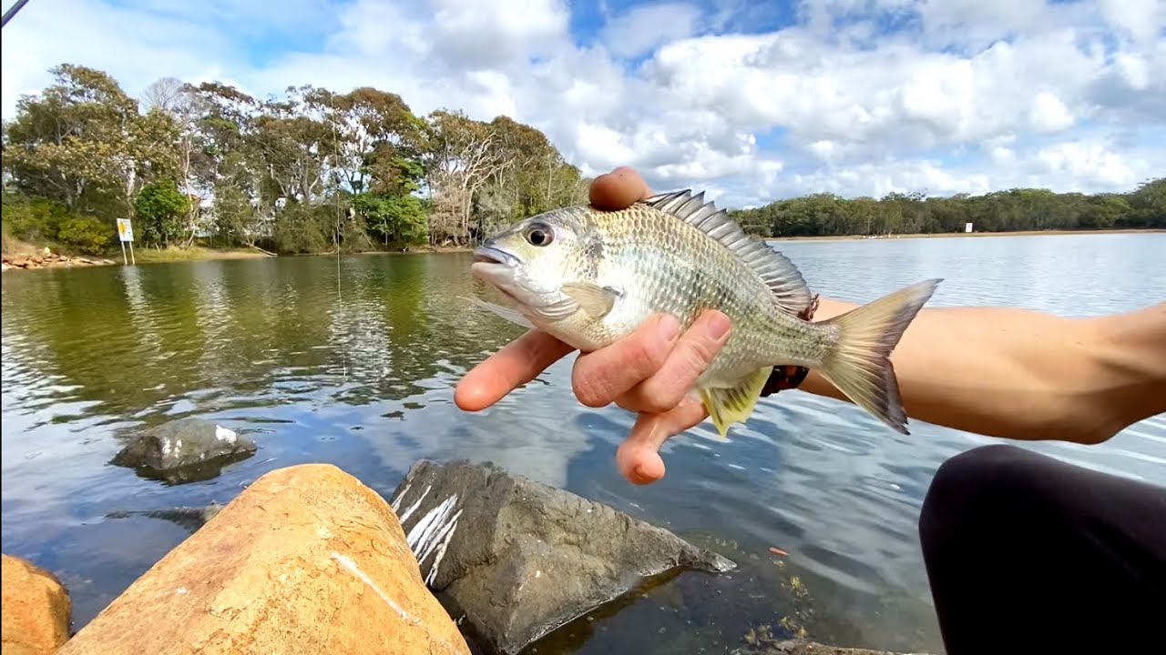 Another Bream Session At The Lake - YouTube