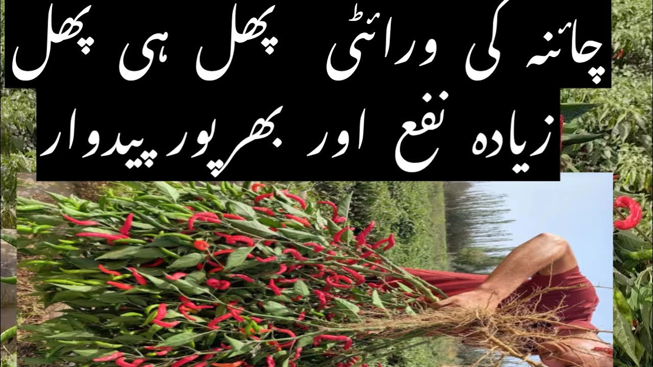 High Yielding Chinese Red Chilli Varieties all information about rate ...