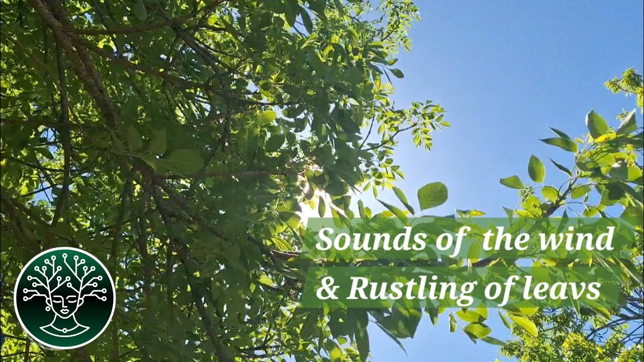 🌞Sun 🌿 Leavs & 🌬Wind 🪷The Best Natural Sound for Relaxation 😌 ...