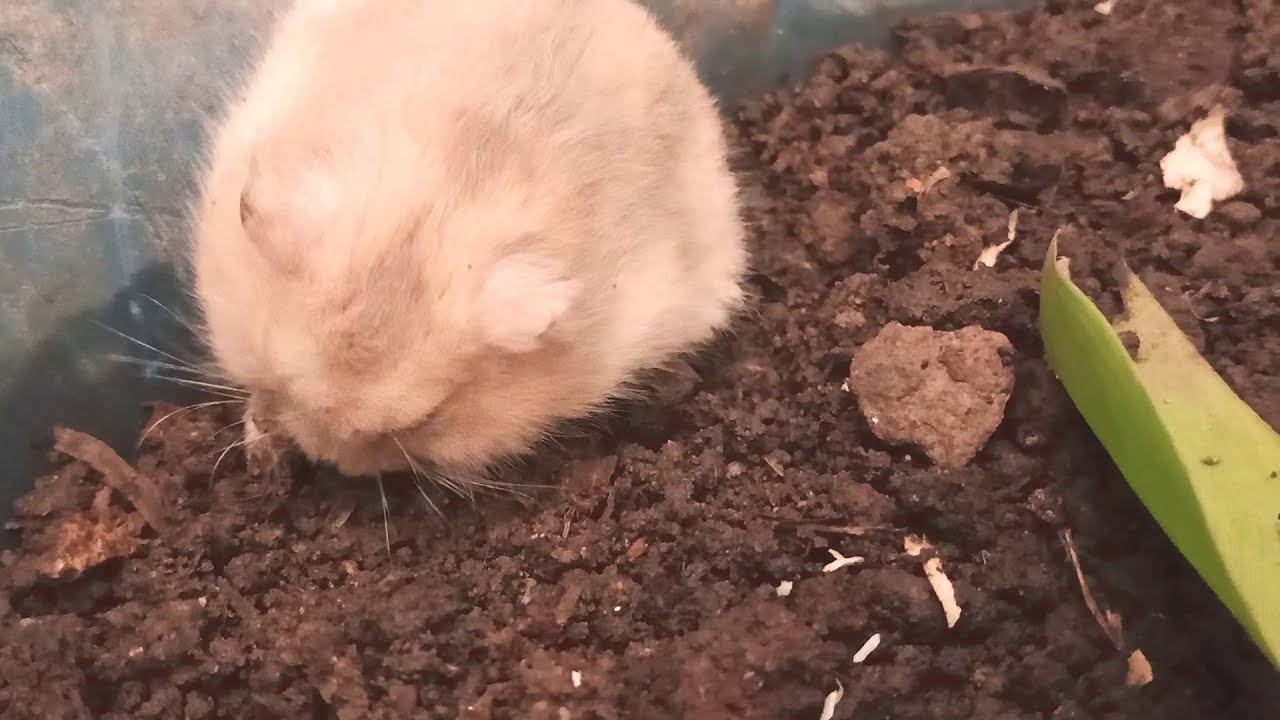 This is how Red Eyes Russian Hamsters Grooming After It Finishes ...