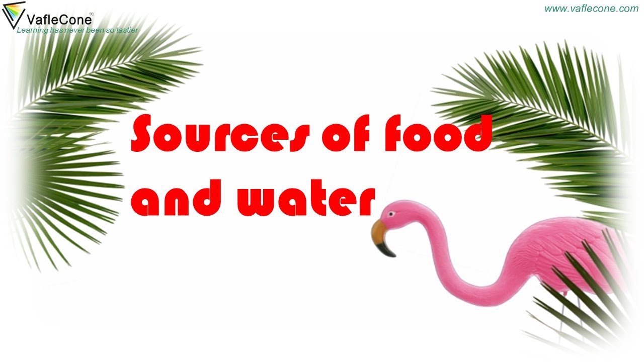 Source of Food and Water l Source of Food l plant source animal source ...