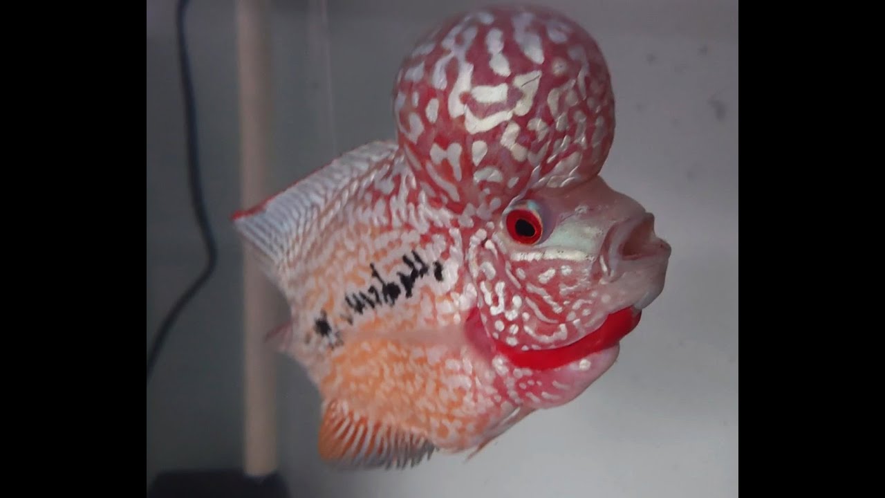 Two Tones Super Big Head Kamfa F2 Flowerhorn VN089 - YouTube