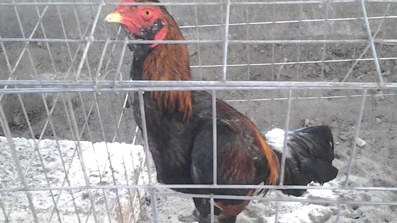 Asil-shamo, shakos - YouTube