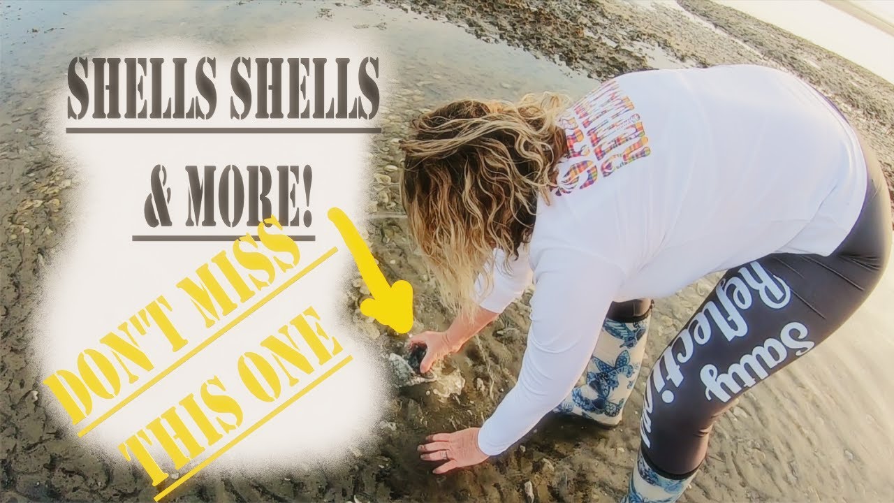 Gathering SEASHELLS and BEACH TREASURES - YouTube