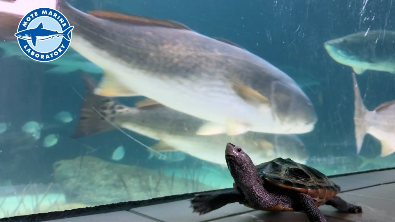 Cecil the terrapin meets sharks & fish at Mote Aquarium - YouTube