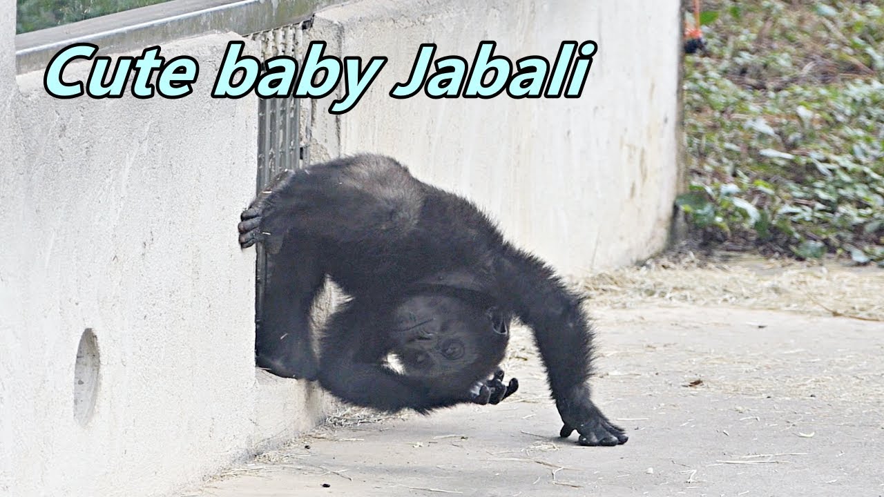 When Jabali was a baby/ 當Jabali還是baby - YouTube