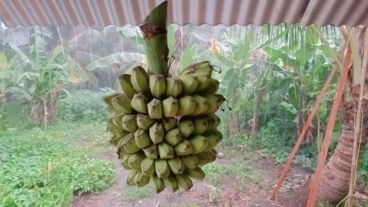 Hanged Bananas: A Farmer's Way of Showing Good Harvest - YouTube